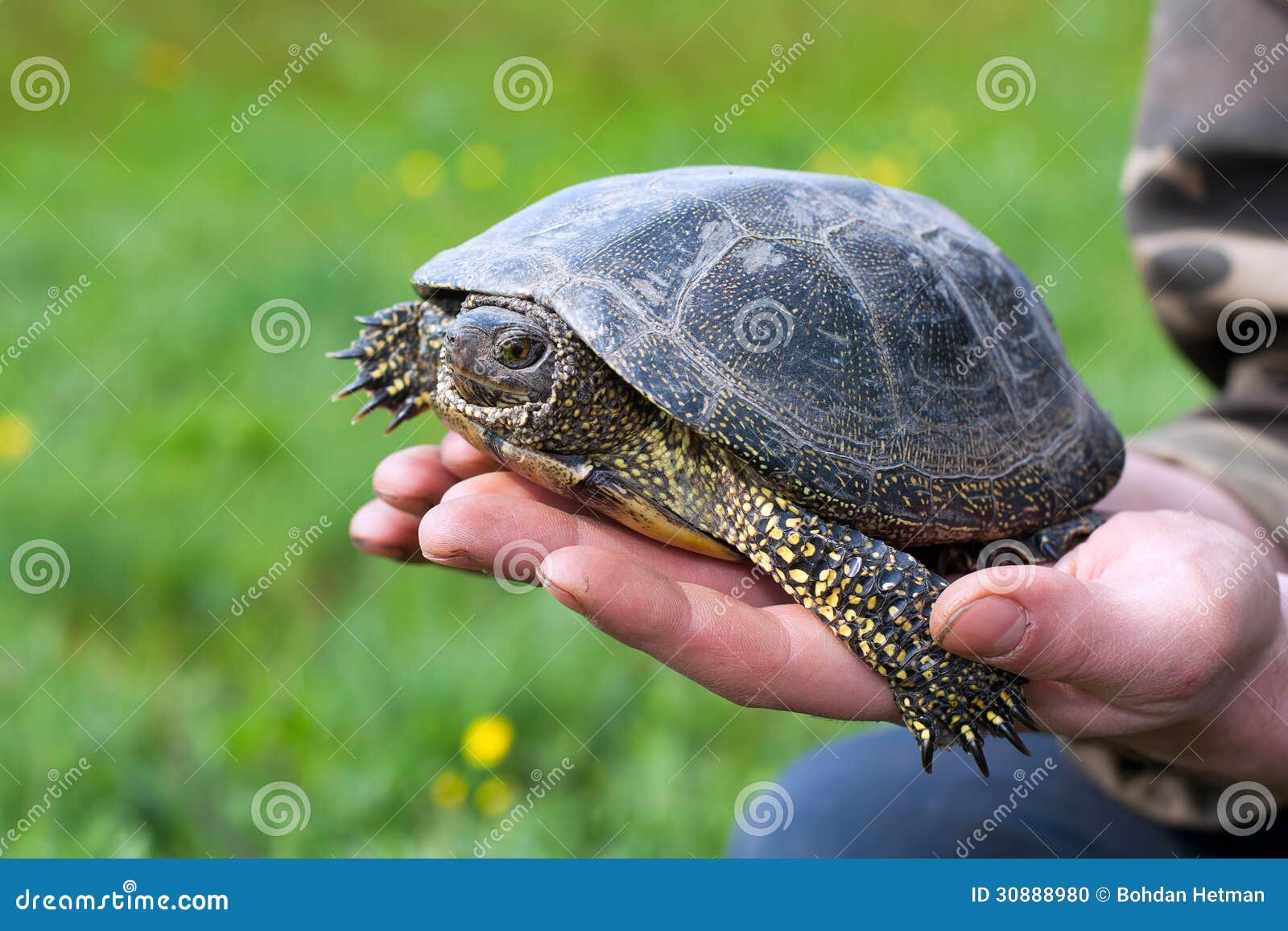 Turtle stock photo. Image of male, human, front, tortoise - 30888980