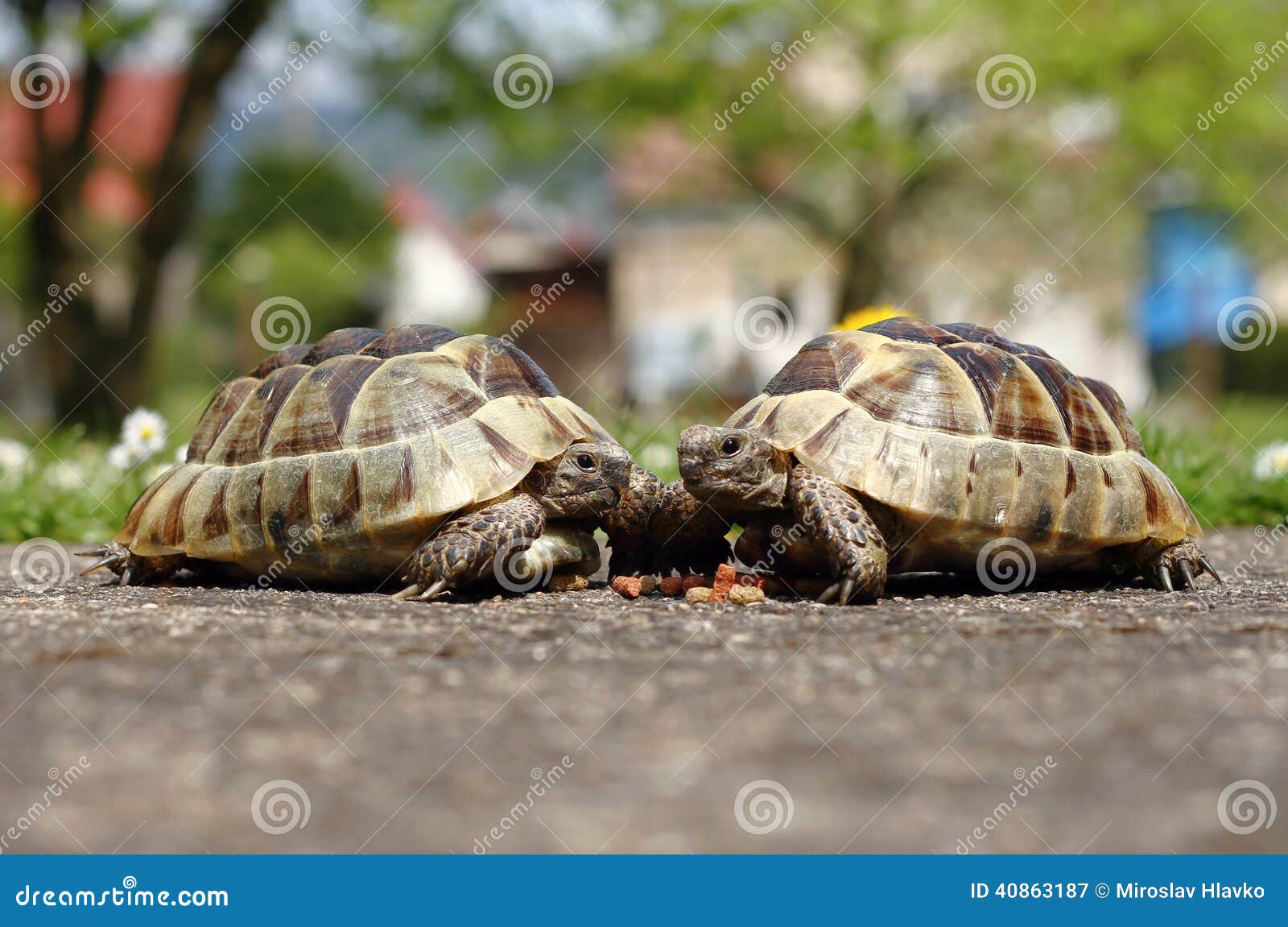 Turtle friends stock image. Image of overland, graeca - 40863187