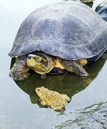 Turtle and Frog stock photo. Image of condition, reptile - 75010566