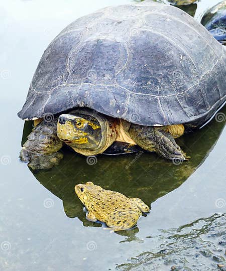 Turtle and Frog stock photo. Image of condition, reptile - 75010566