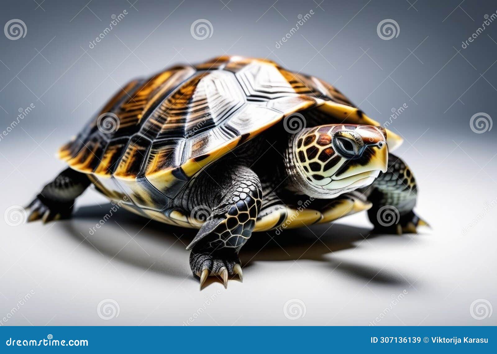 Turtle isolated on white stock image. Image of wildlife - 307136139