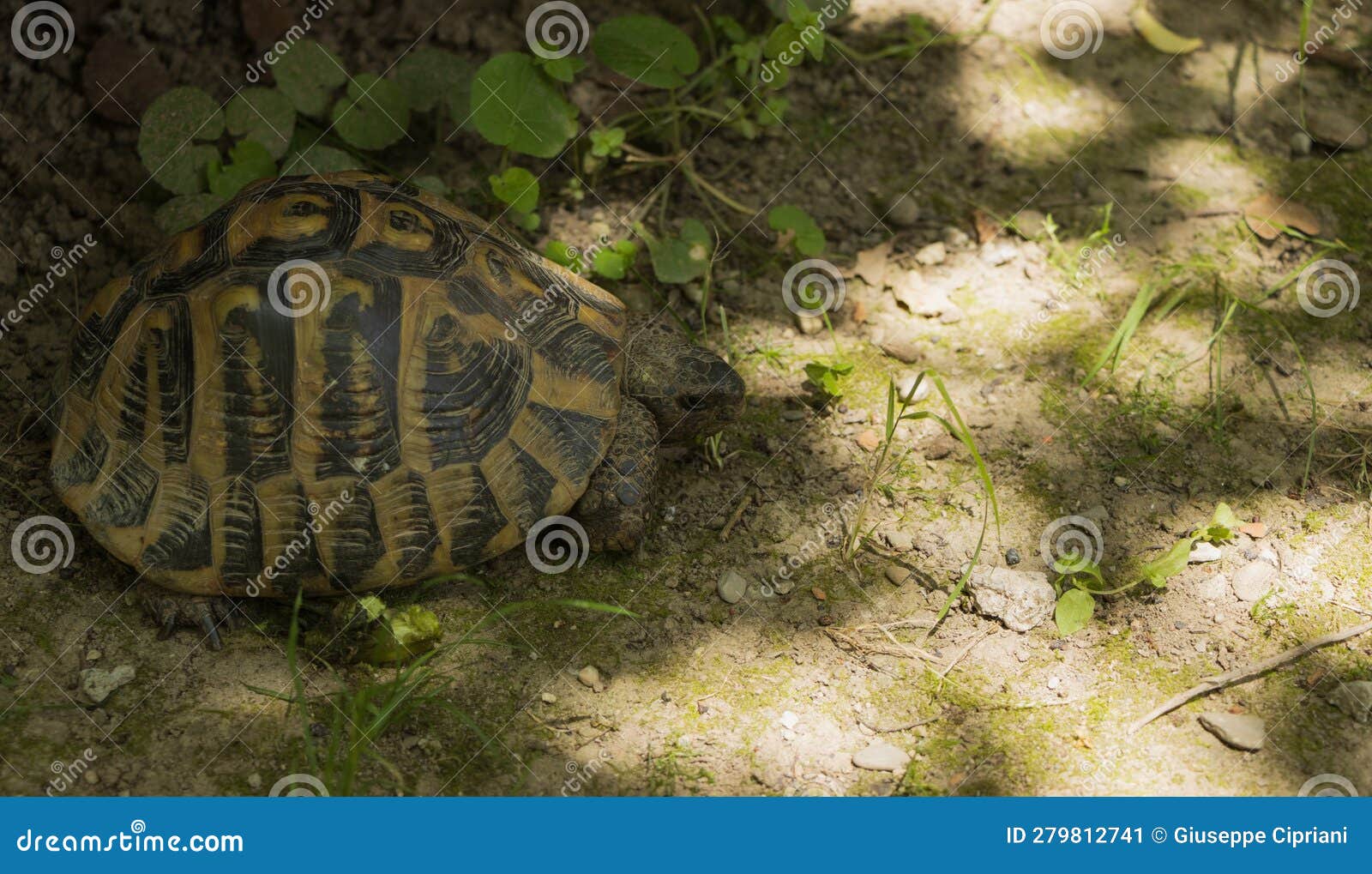 Turtle in the garden stock image. Image of nature, carapace - 279812741