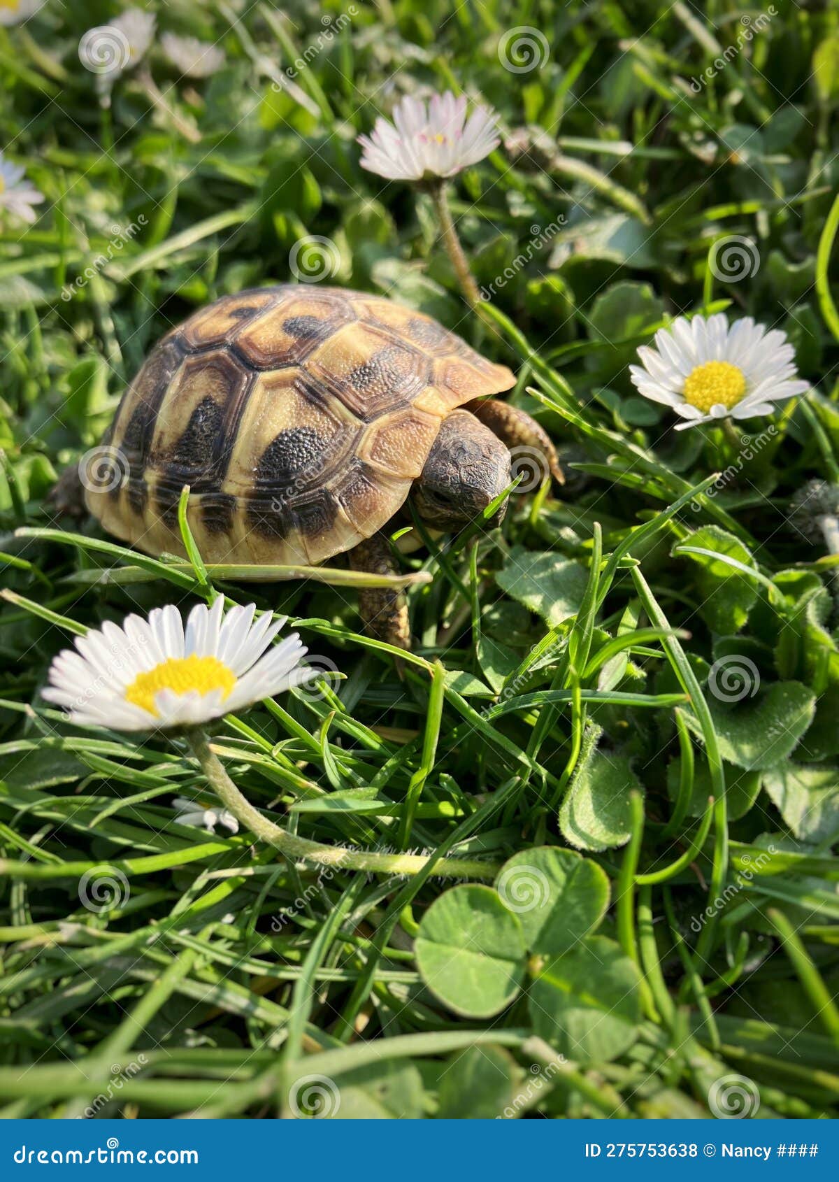Turtle in the Garden among Daisy Flowers Stock Photo - Image of turtle, daisy: 275753638