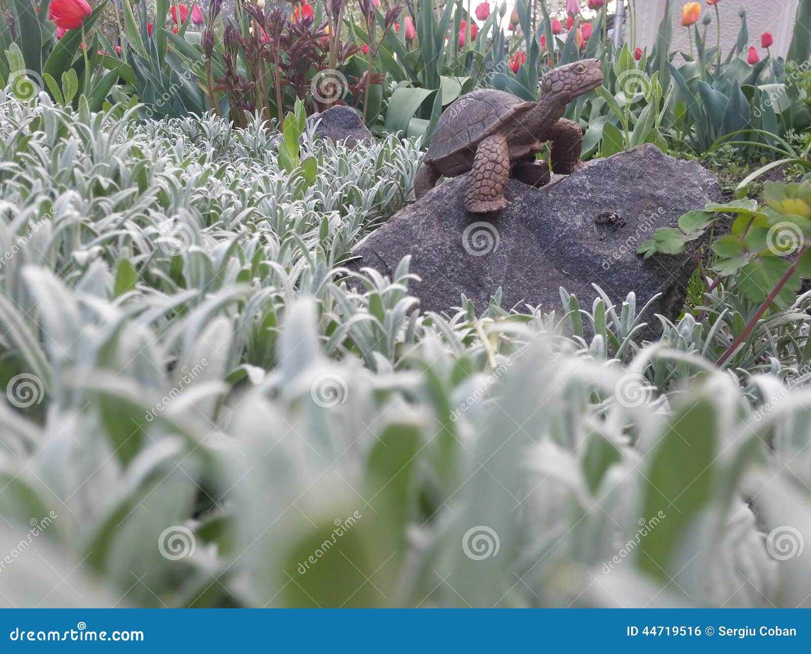 Turtle stock photo. Image of turtle, grass, garden, flowers - 44719516
