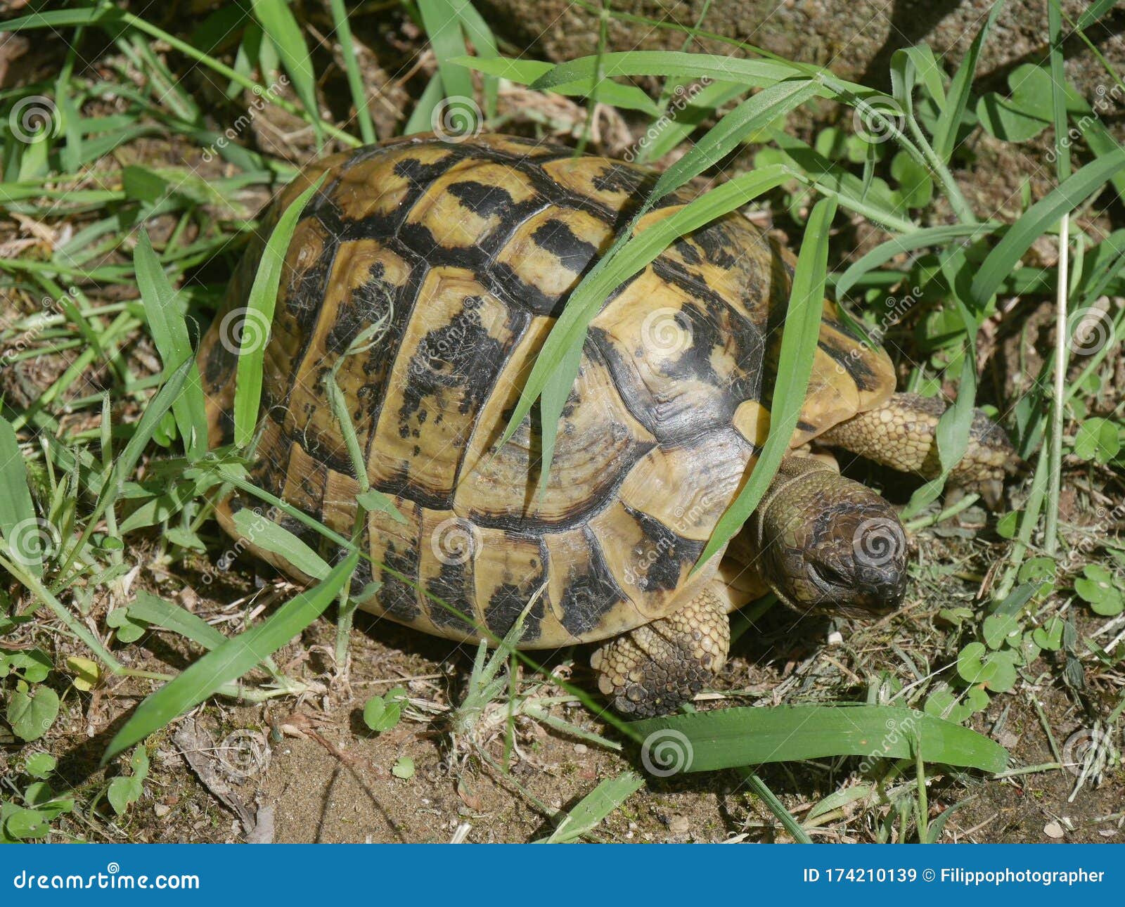 Turtle in a garden stock image. Image of reptile, testudines - 174210139
