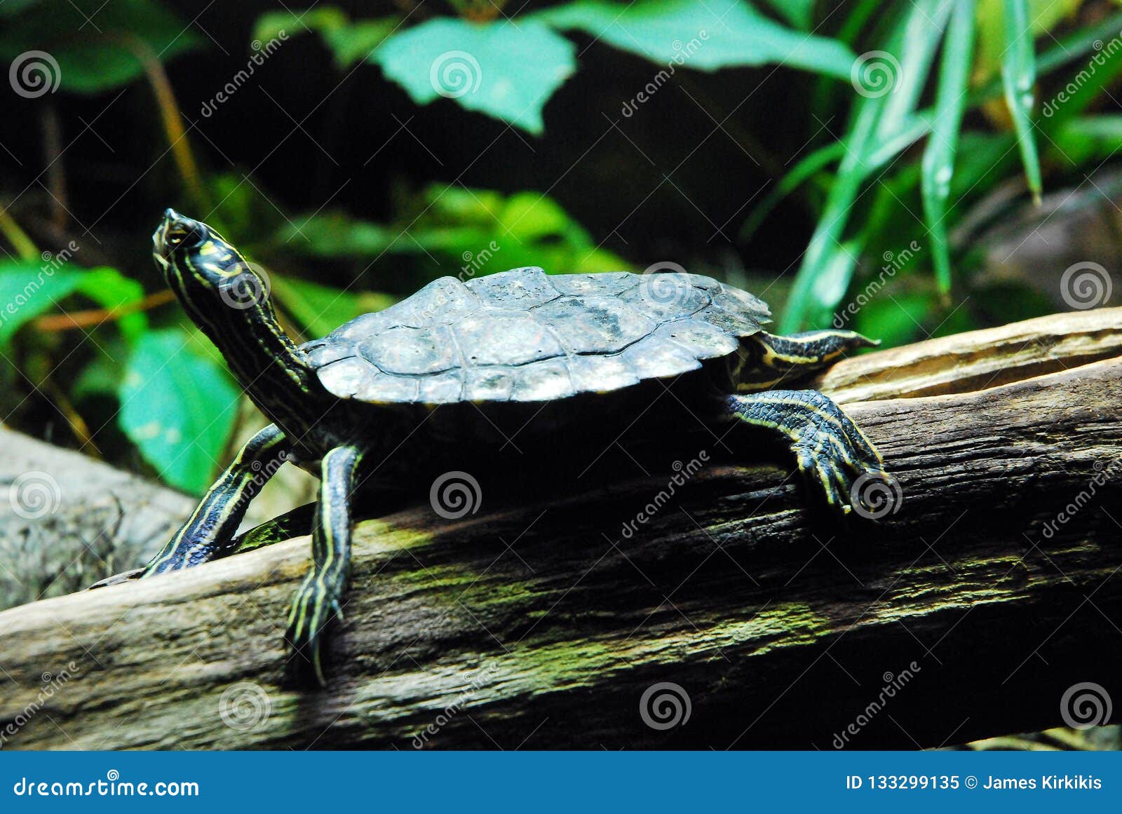 A turtle looking up stock image. Image of landmark, aquarium - 133299135