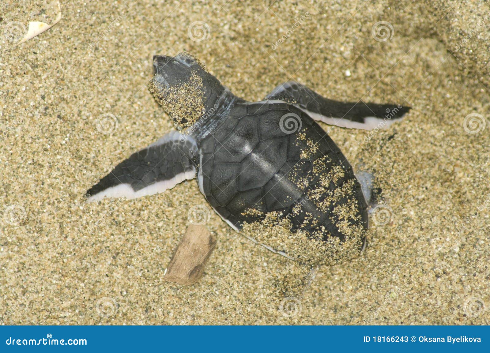 Turtle give birth stock image. Image of spiniferus, park - 18166243