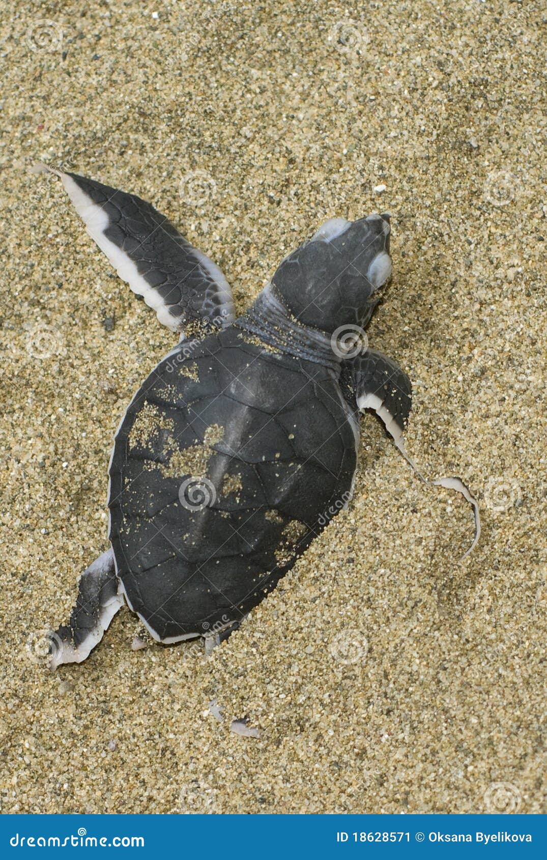 Turtle give birth stock image. Image of softshell, trionyx - 18628571