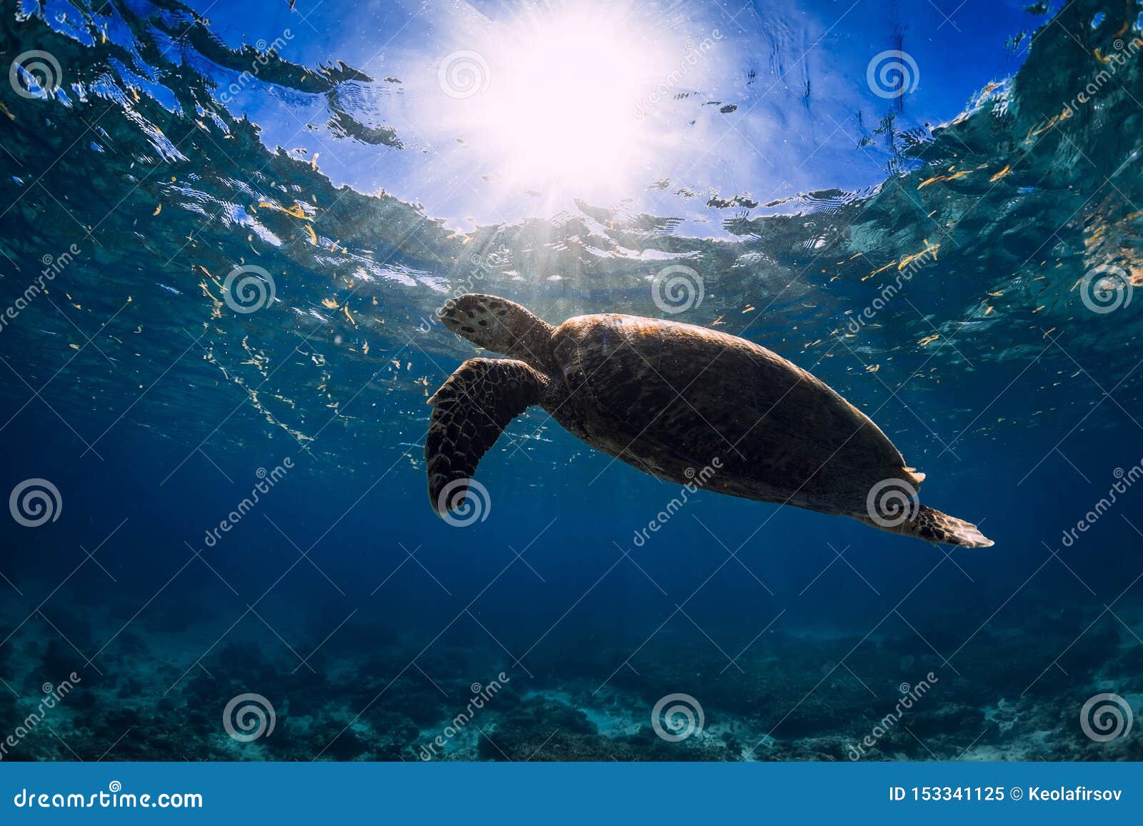 Turtle Glides in Blue Ocean. Green Sea Turtle Stock Image - Image of ...