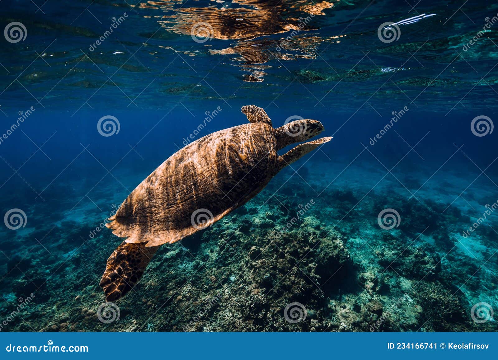 Sea Turtle Glides In Ocean. Underwater View With Turtles Stock ...