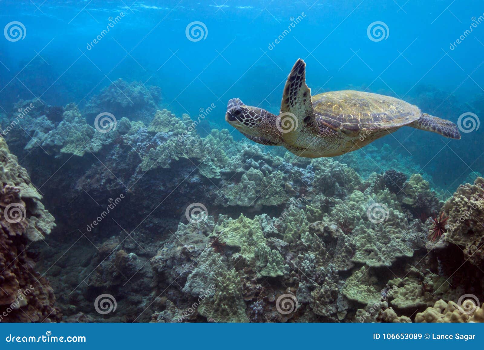 Flying Turtle stock image. Image of maui, underwater - 106653089