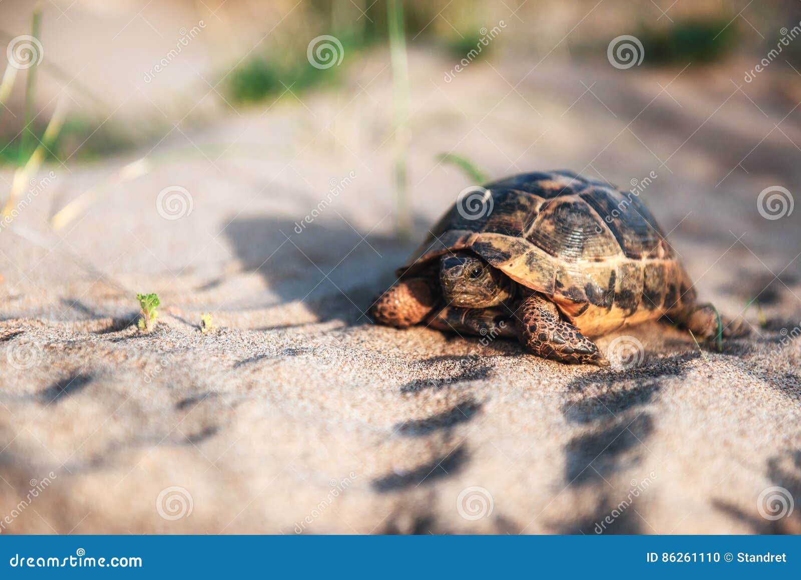 Turtle Goes Slowly in the Sand with Its Protective Shell Stock Photo ...