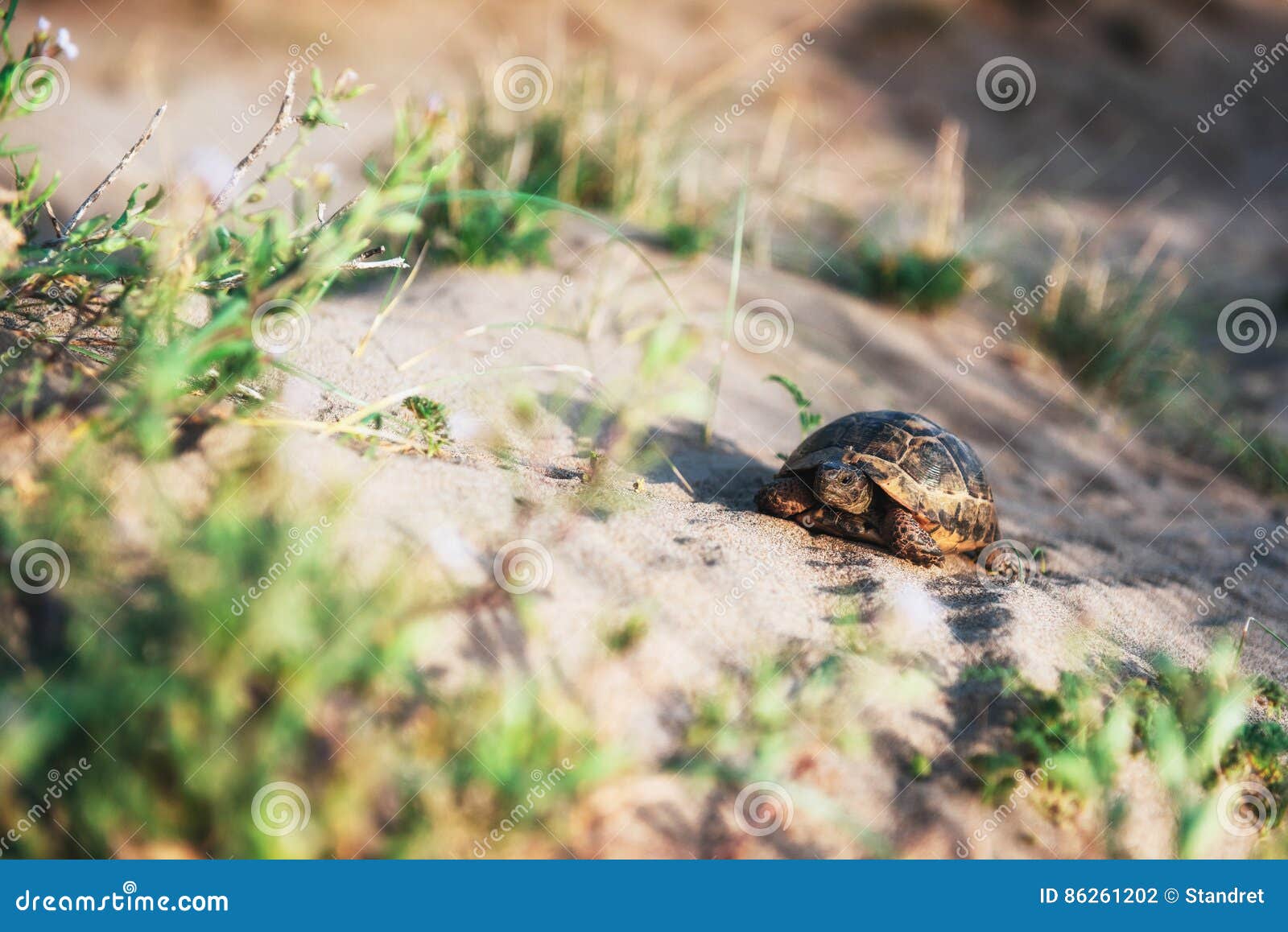 Turtle Goes Slowly in the Sand with Its Protective Shell Stock Photo ...