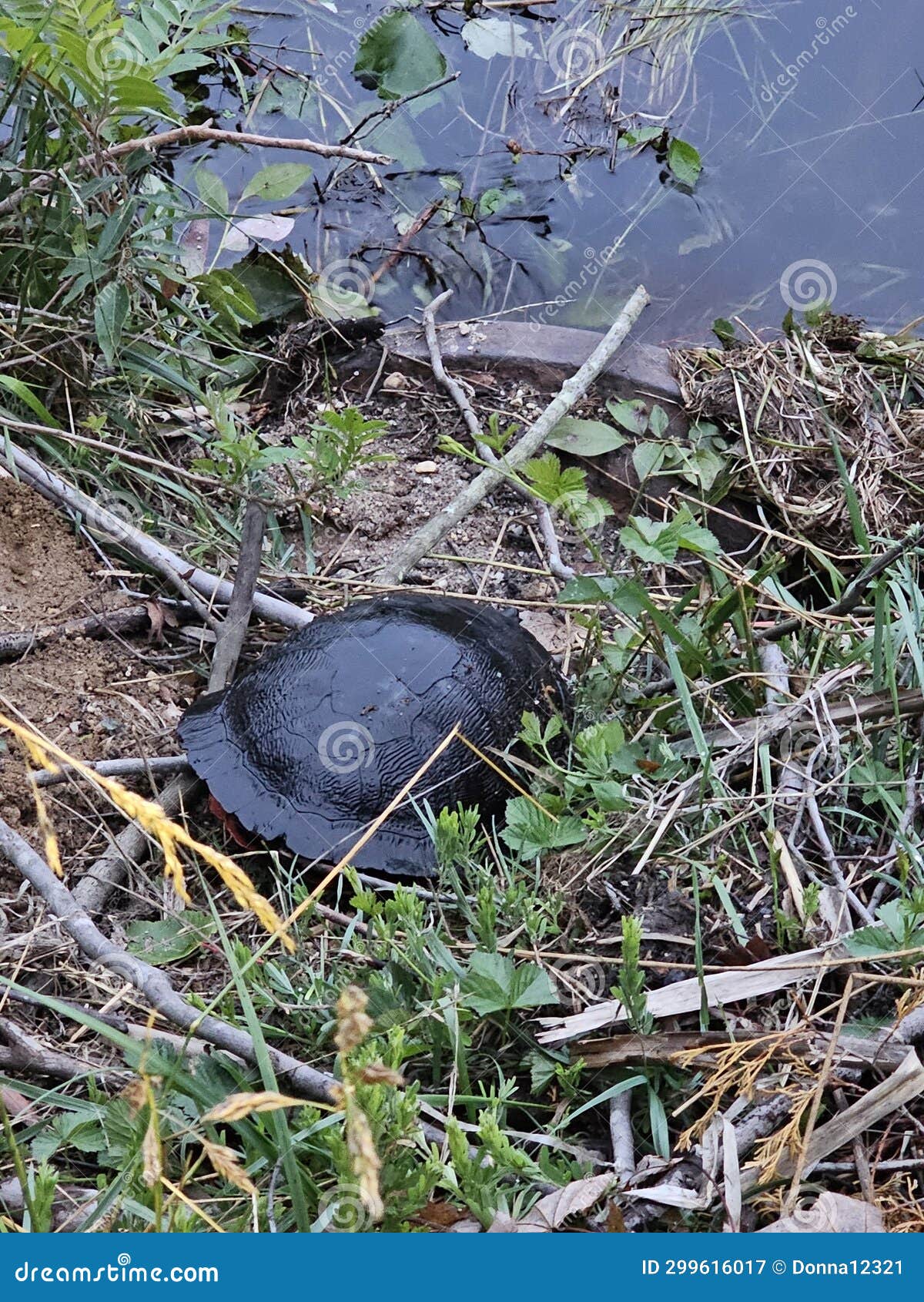 The Turtle is Going Back Home To Be with Its Family. Stock Image ...