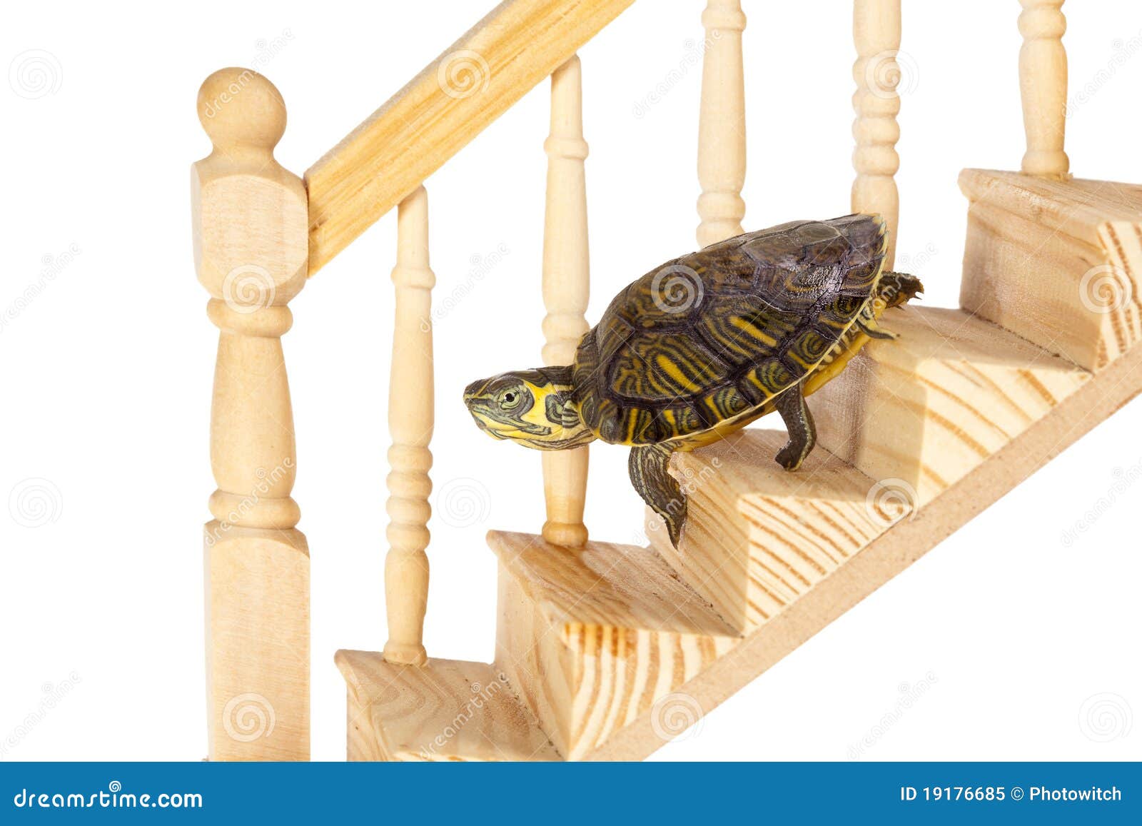 Turtle going down stock image. Image of effort, steps - 19176685
