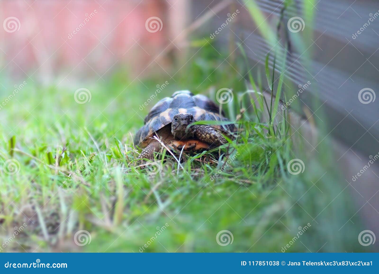 Turtle in the grass stock photo. Image of cute, grass - 117851038