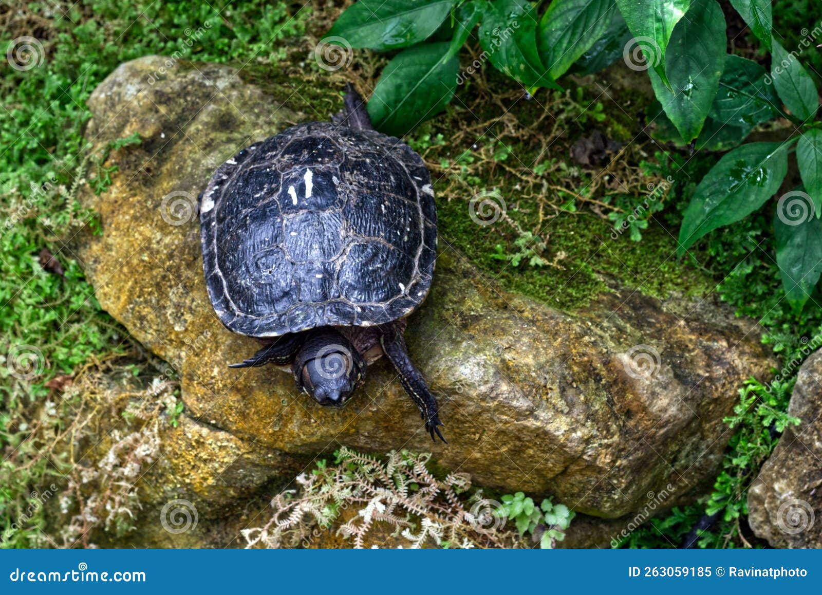 A Turtle Going about Its Business in the Garden, Toronto, on, Canada ...
