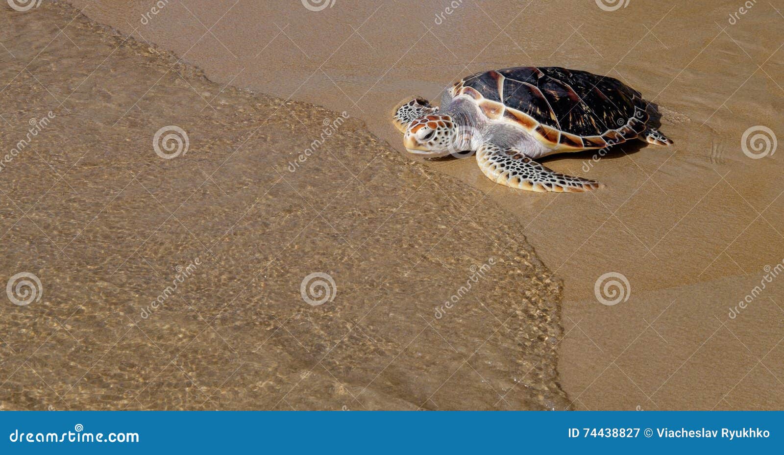 Turtle is Going into the Sea on the Sand Beach Stock Image - Image of ...