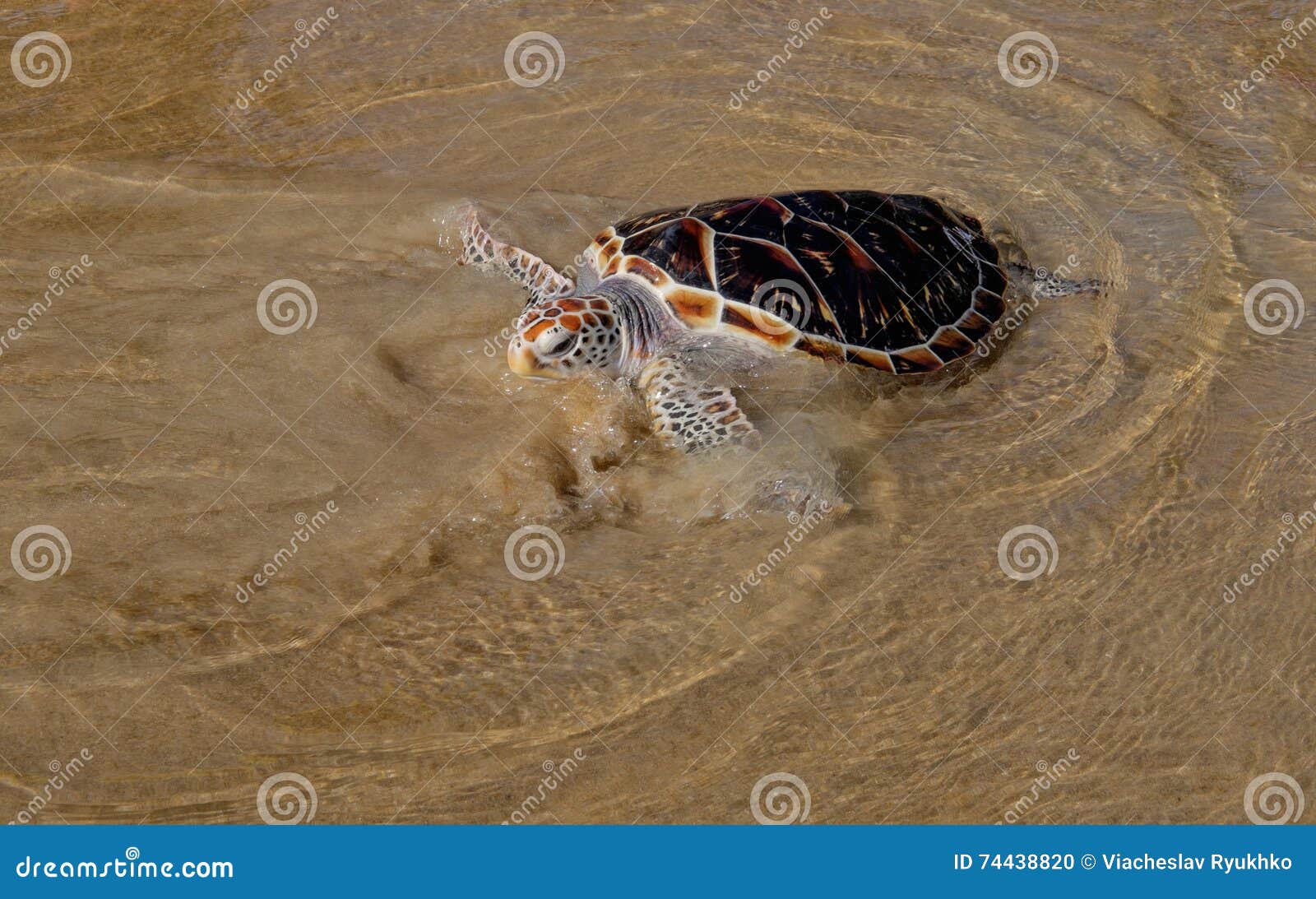Turtle is Going into the Sea on the Sand Beach Stock Photo - Image of ...