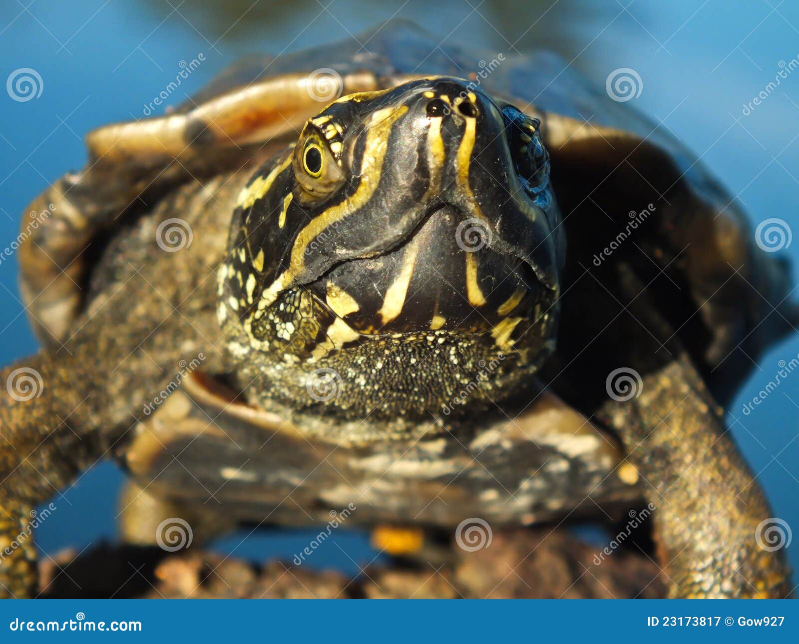 A Turtle is Going To Attack! Stock Image - Image of macro, pond: 23173817