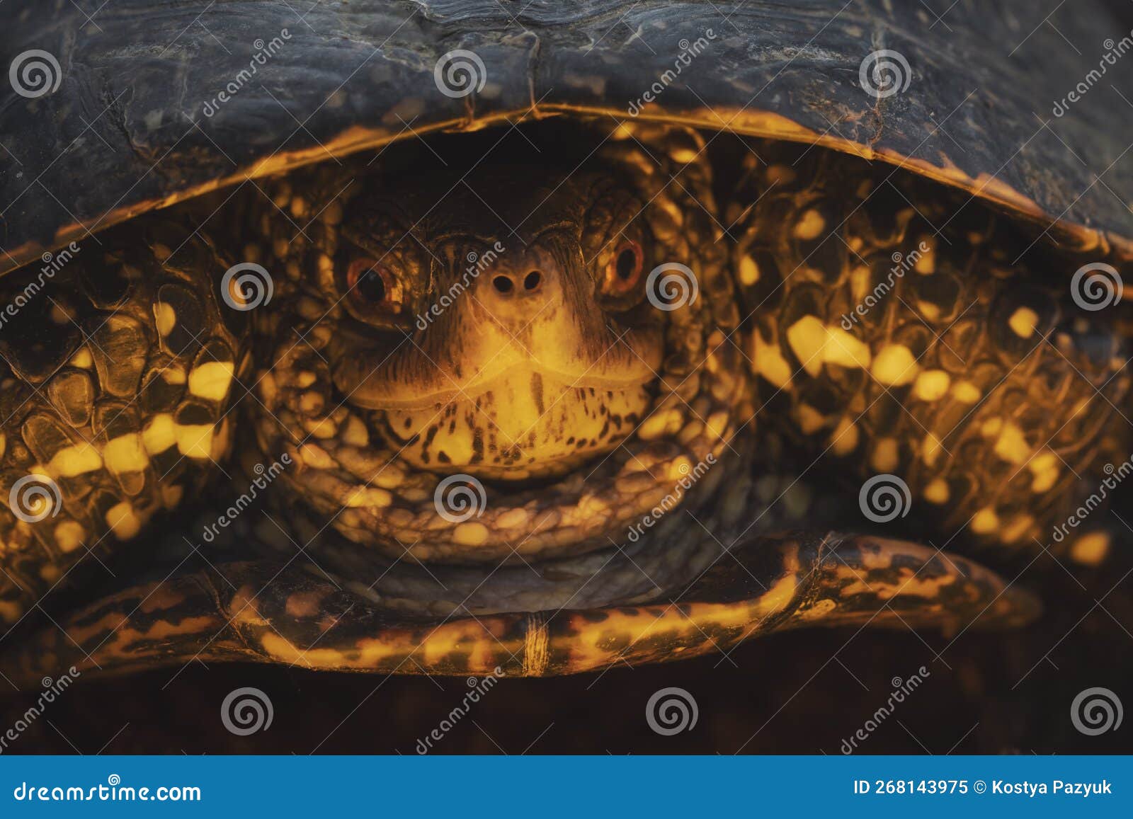 Turtle in the Golden Rays of the Sun Stock Image - Image of environment ...