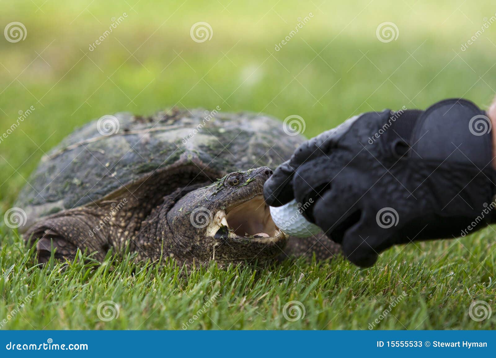 Turtle on a golf course stock image. Image of playing - 15555533