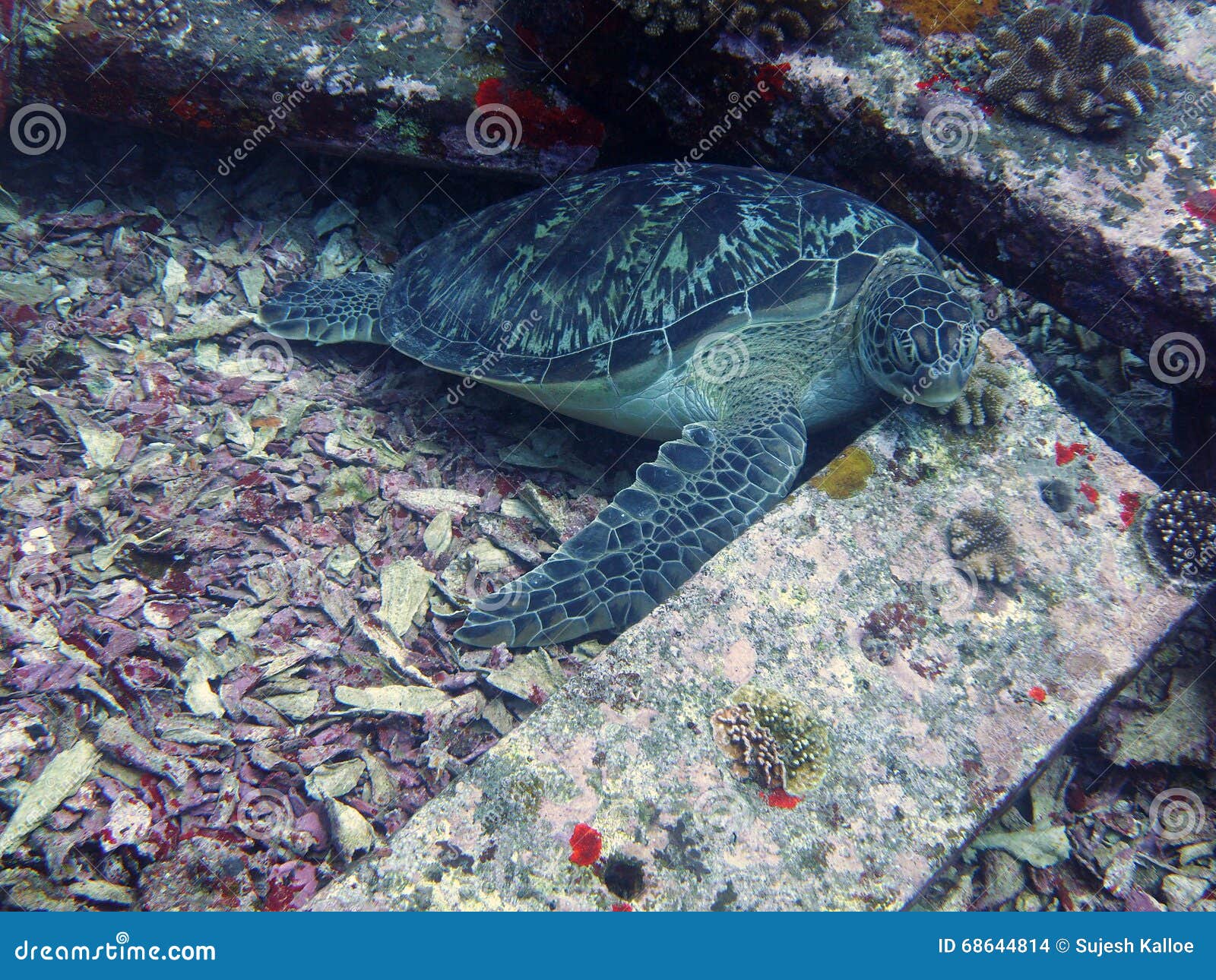 Turtle on granite blocks stock photo. Image of blocks - 68644814