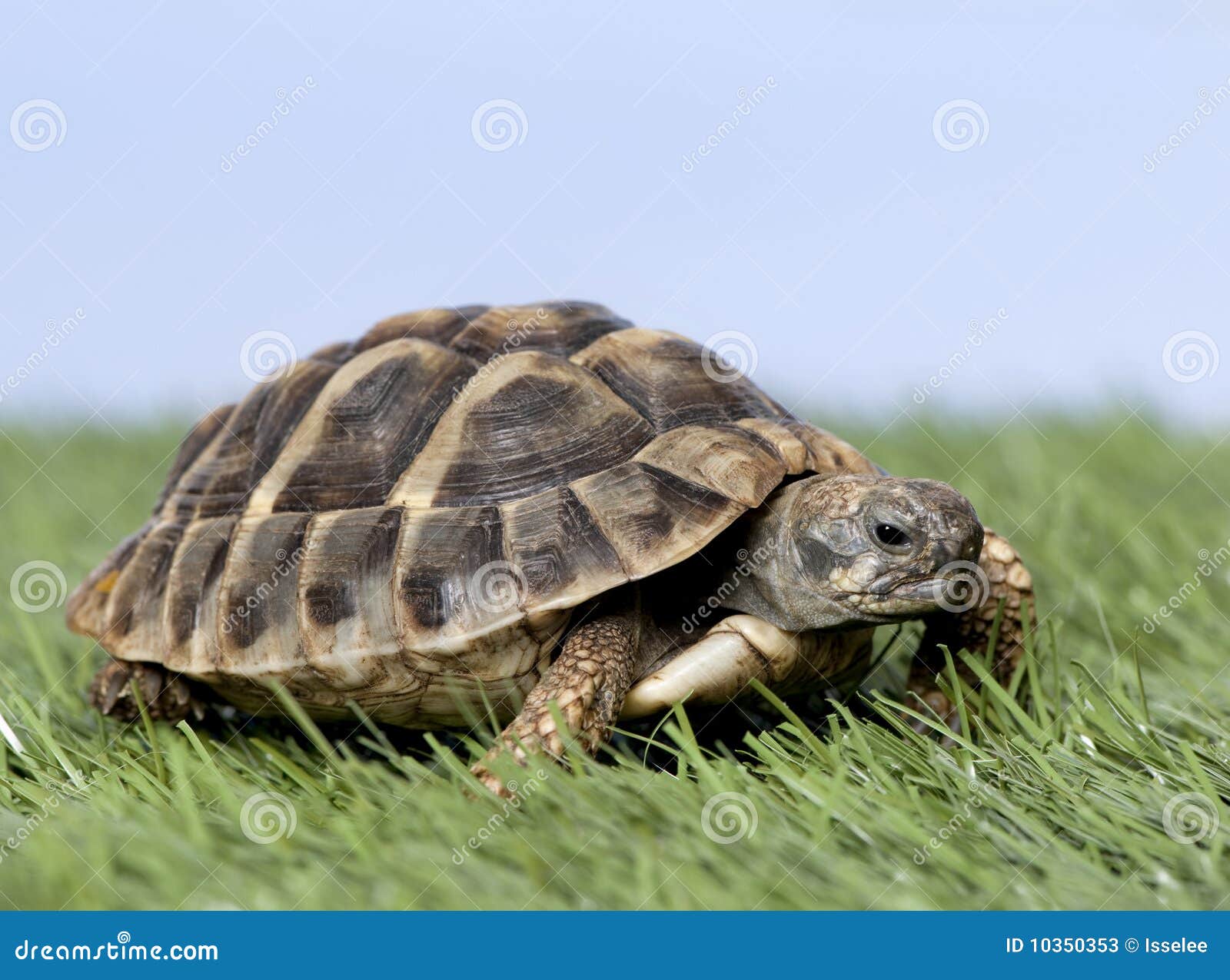 Turtle on grass stock image. Image of animals, garden - 10350353