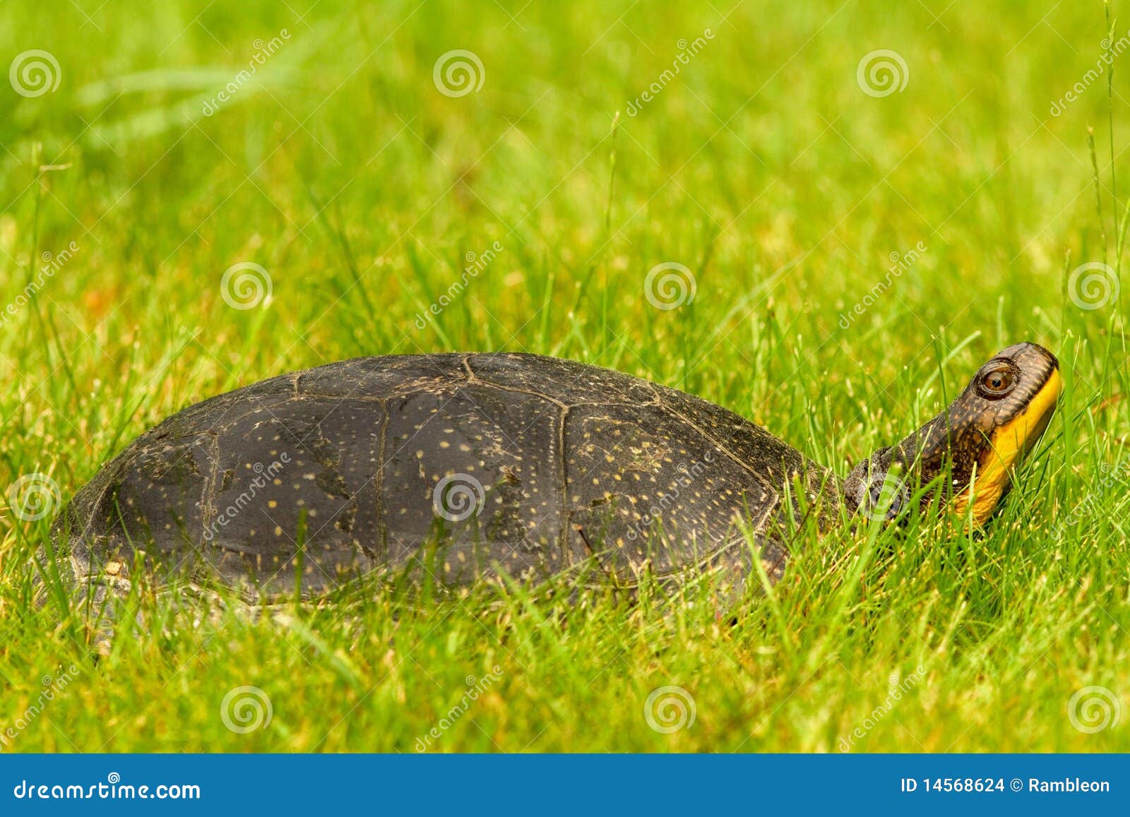 Turtle in grass stock photo. Image of forest, habitat - 14568624