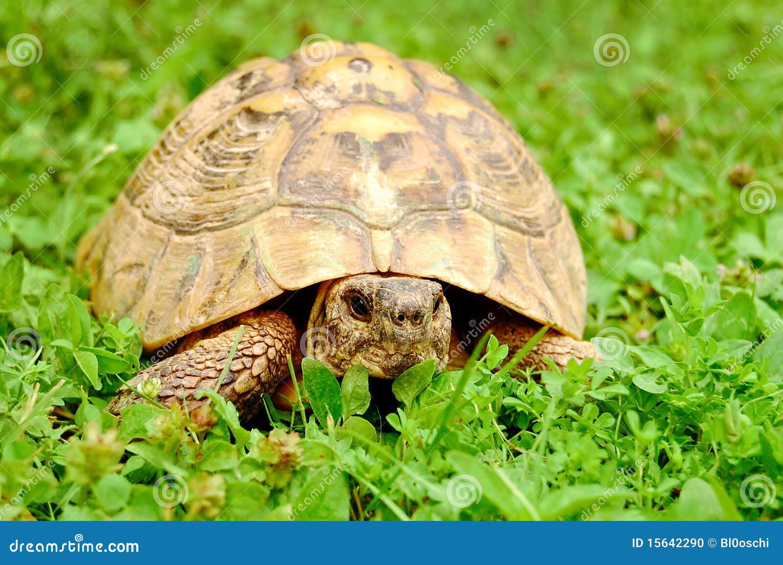 Turtle on grass stock photo. Image of view, tortoise - 15642290