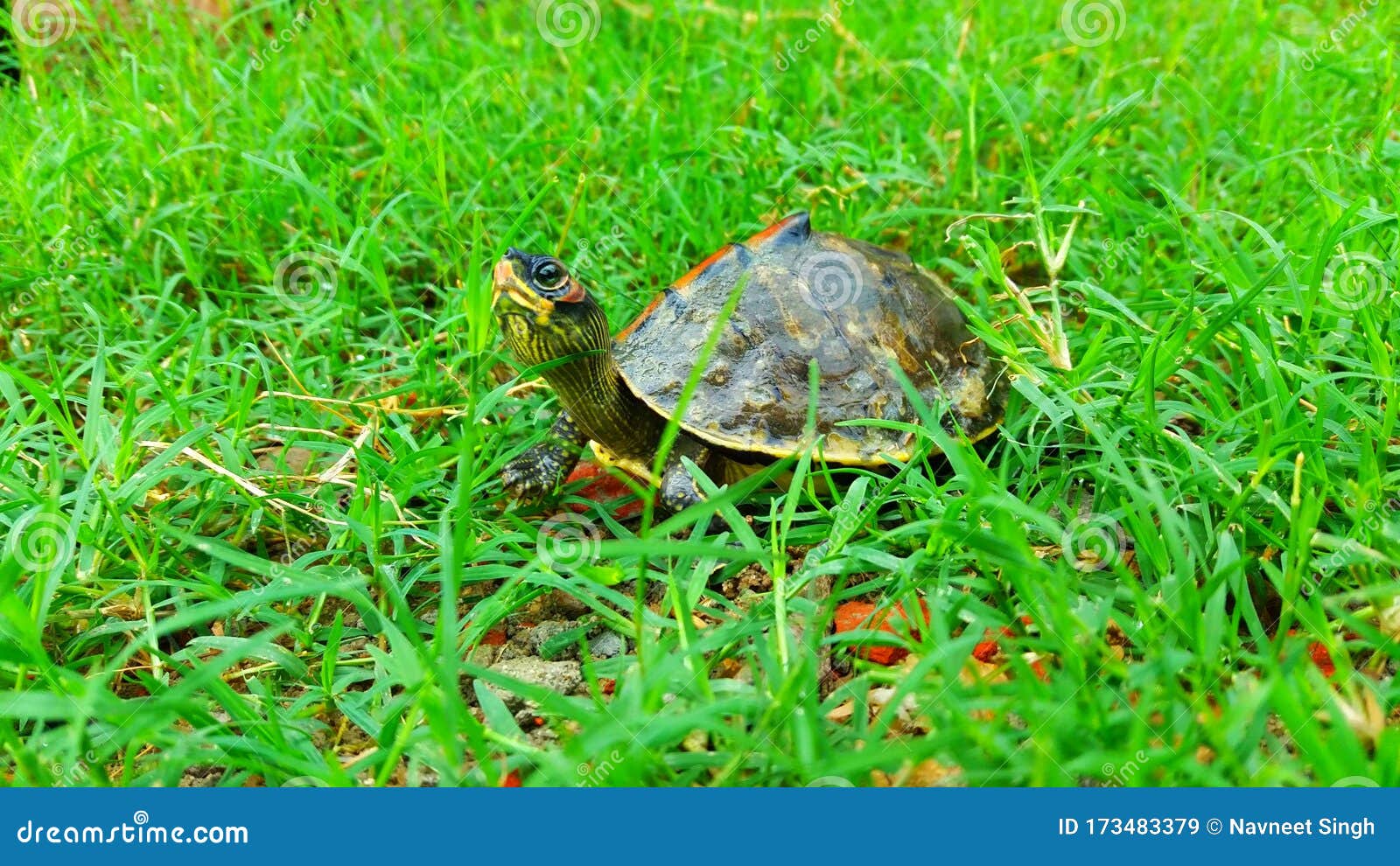 Turtle in grass stock image. Image of turtle, merinelife - 173483379