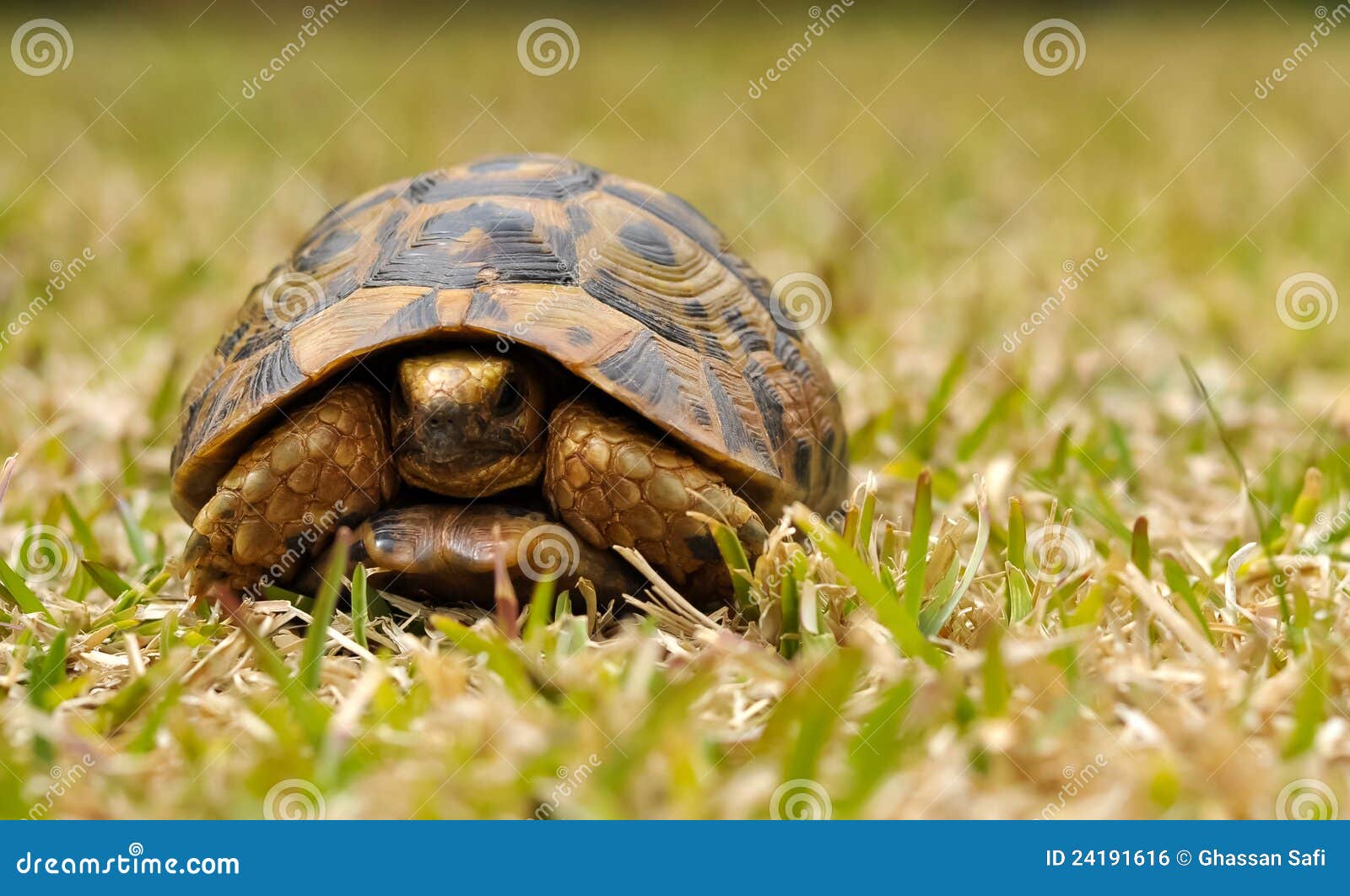 A turtle on grass stock photo. Image of reptile, texture - 24191616
