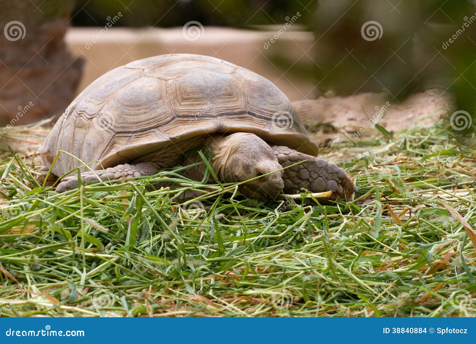 A turtle on grass stock photo. Image of reptile, shell - 38840884