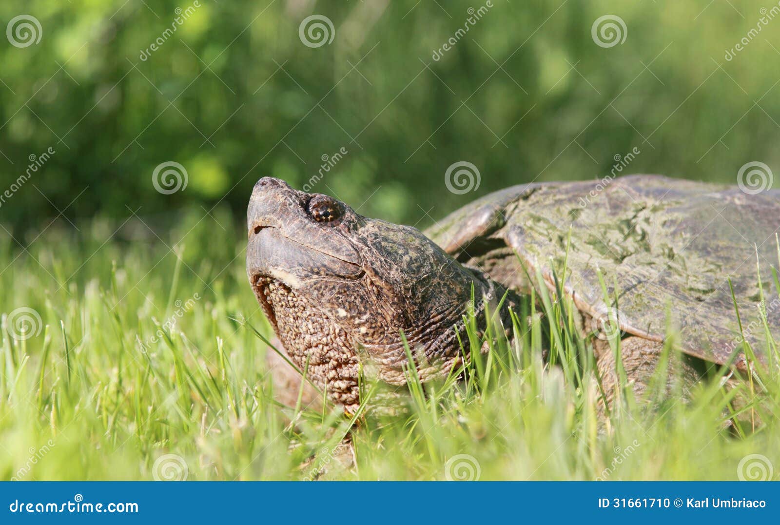 Turtle In Grass Royalty-Free Stock Image | CartoonDealer.com #31661710