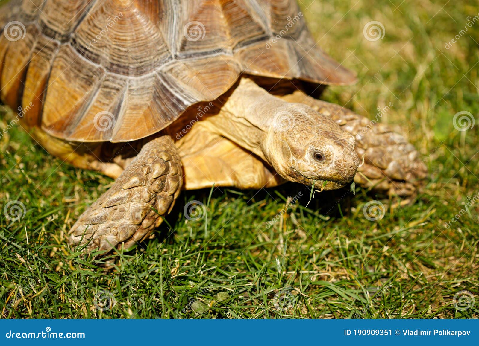 Turtle on the Grass Close-up. Stock Image - Image of animal, grass ...