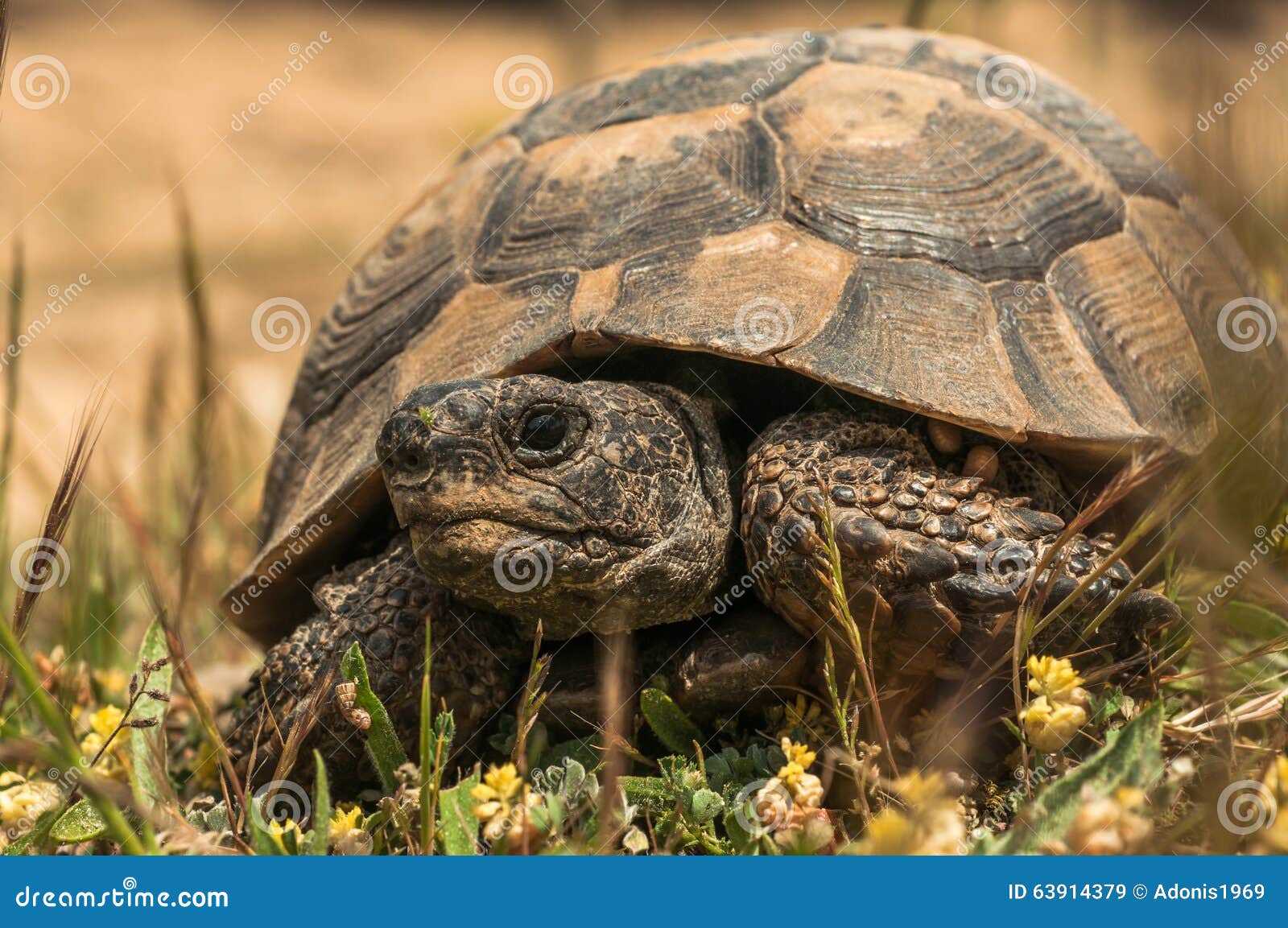 Turtle in grass stock image. Image of walk, walking, looking - 63914379