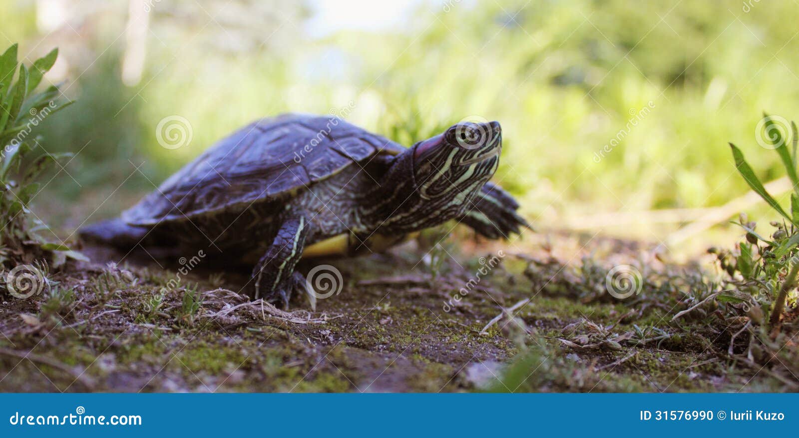 Turtle in the Grass stock photo. Image of nature, eyes - 31576990