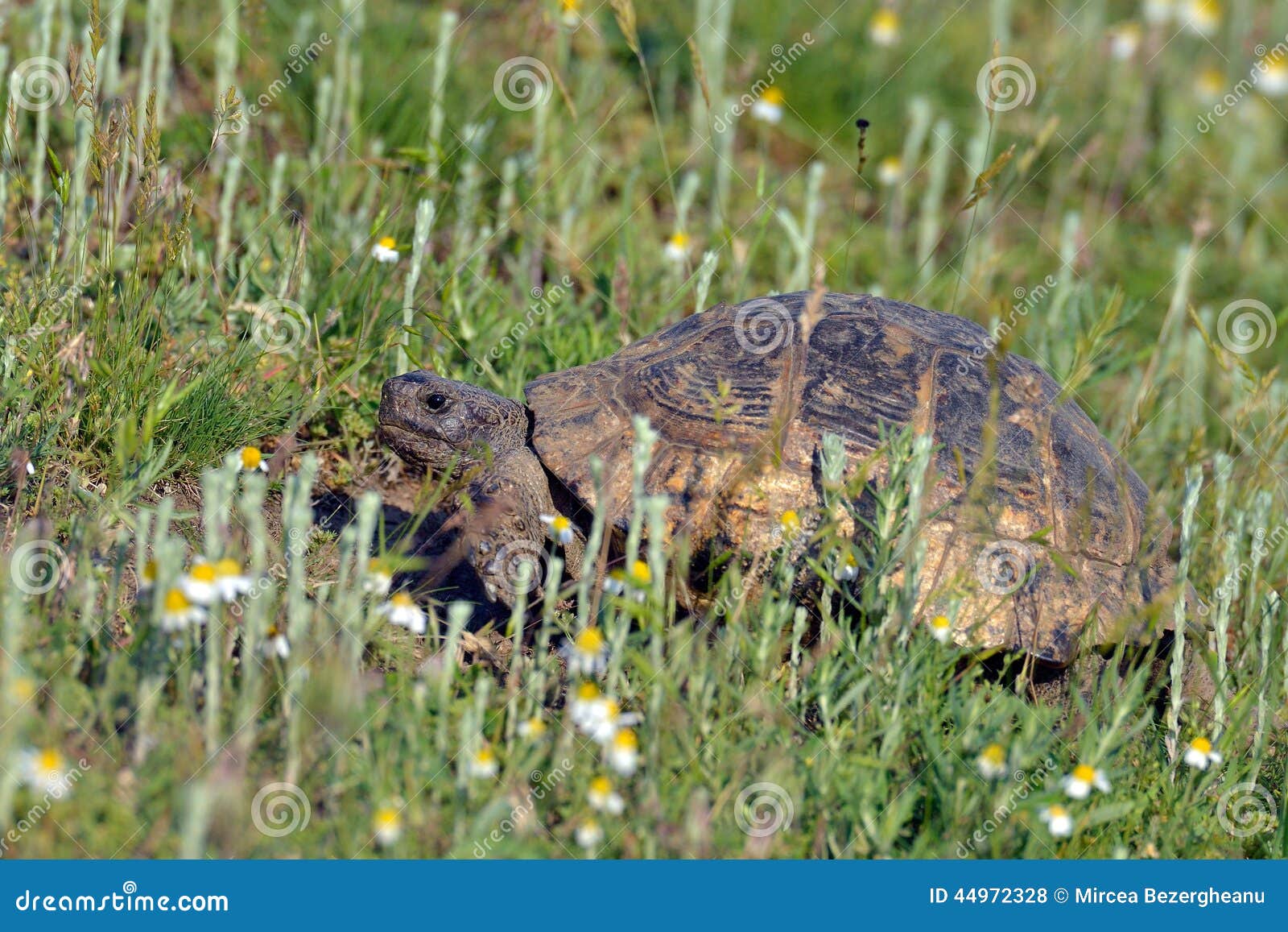 Turtle in the grass stock photo. Image of nature, natural - 44972328