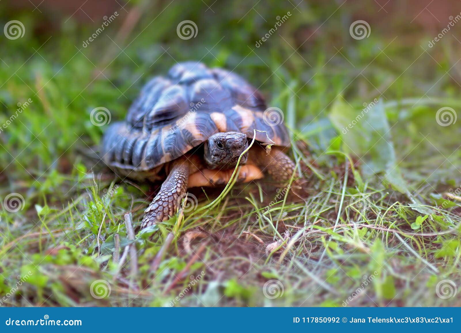Turtle in the grass stock photo. Image of ocean, falls - 117850992