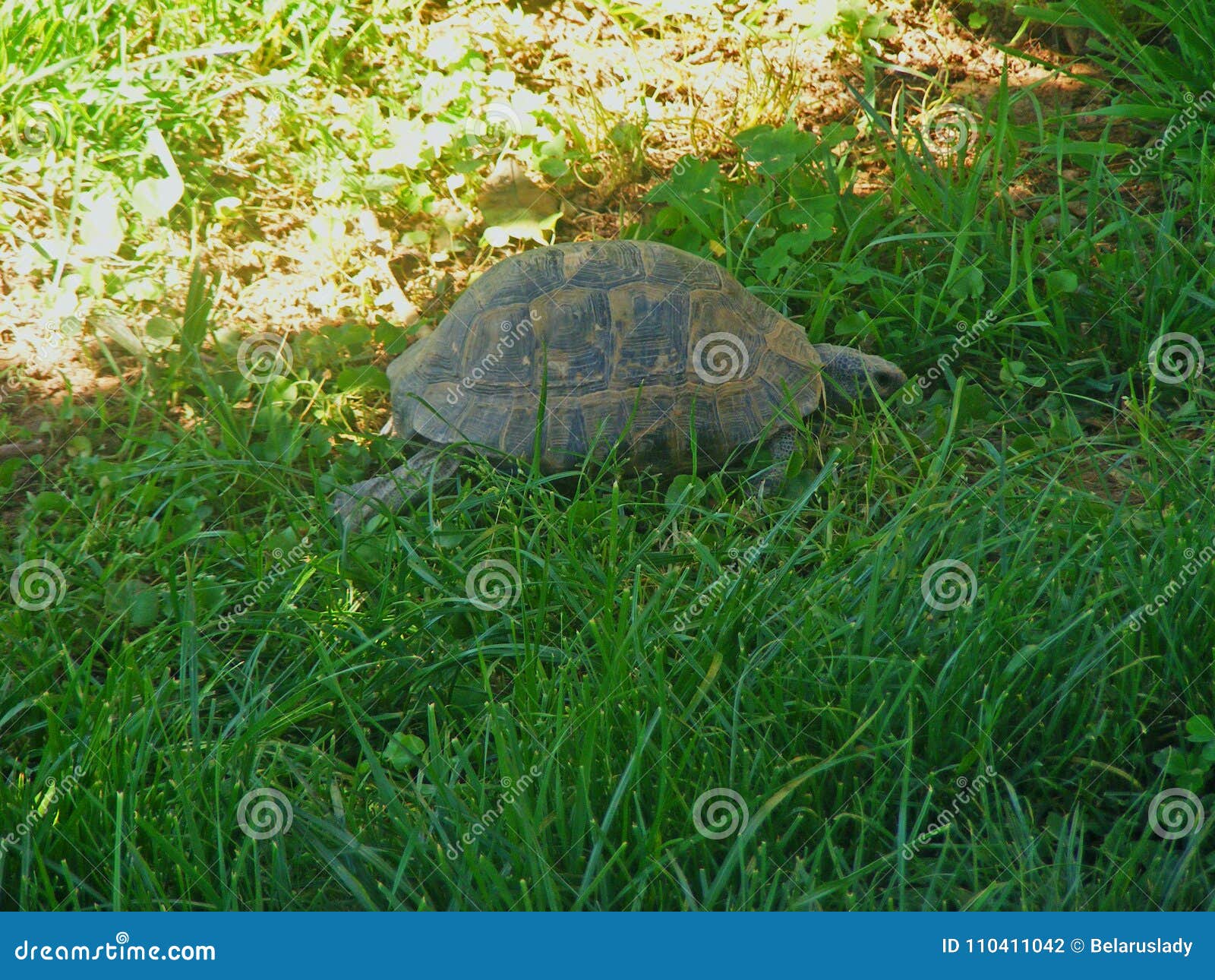 A turtle on the grass stock photo. Image of move, herbivore - 110411042
