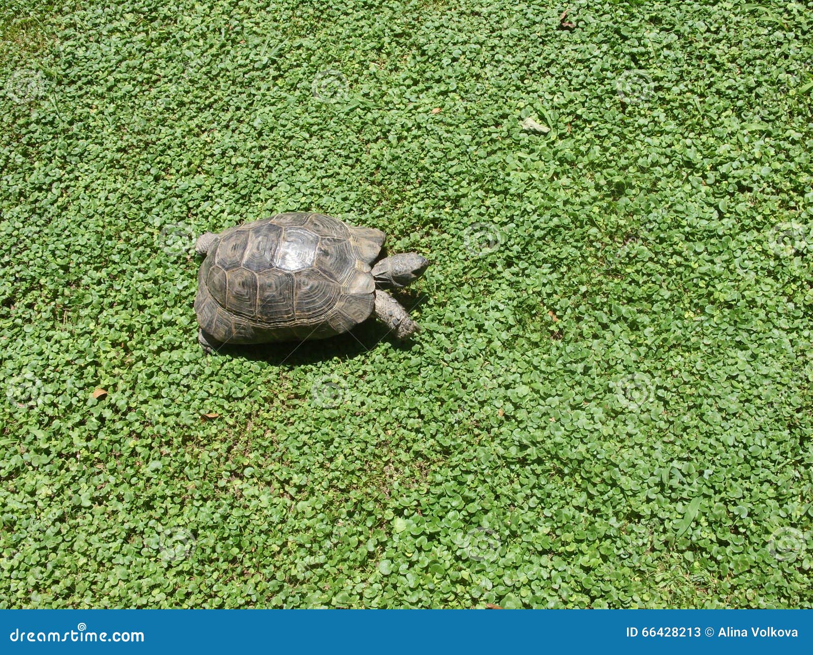 Turtle on the grass stock image. Image of countryside - 66428213