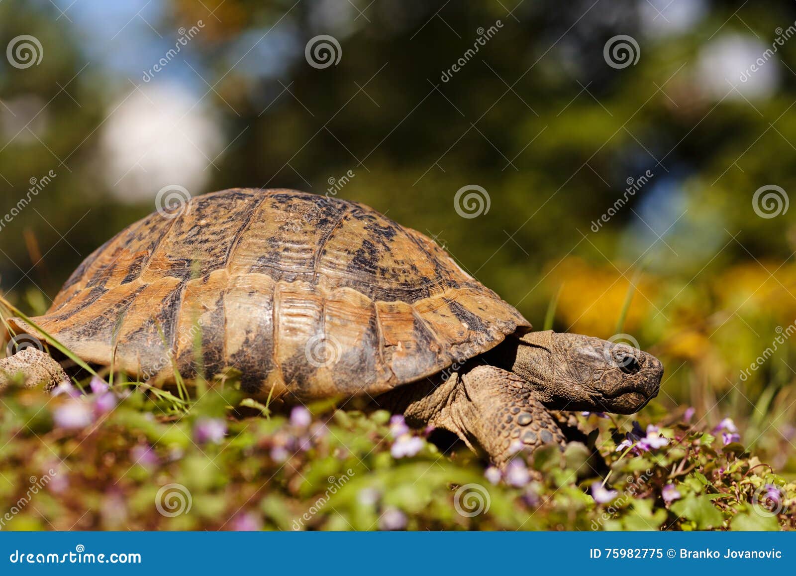 Turtle in the grass stock image. Image of park, reptile - 75982775
