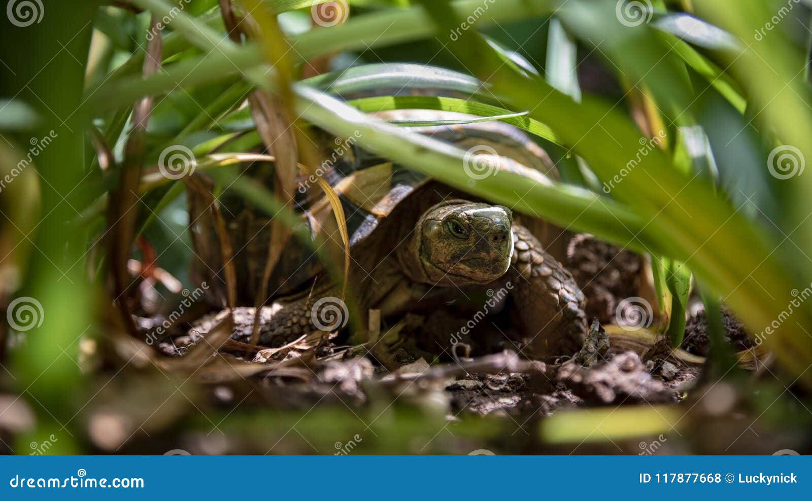 Turtle in grass stock photo. Image of slow, fast, hermanns - 117877668