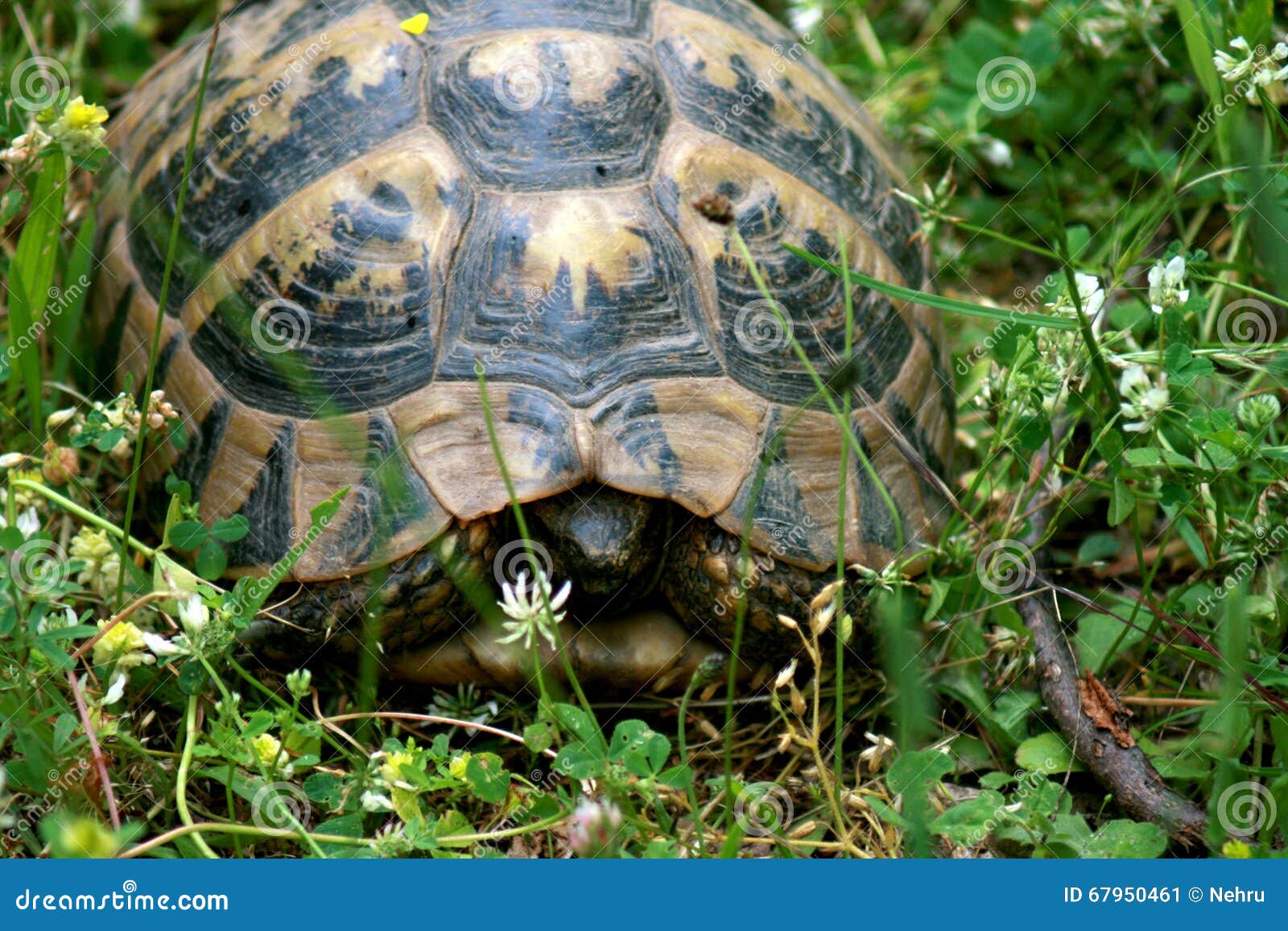 Turtle on a grass stock image. Image of herpetology, native - 67950461