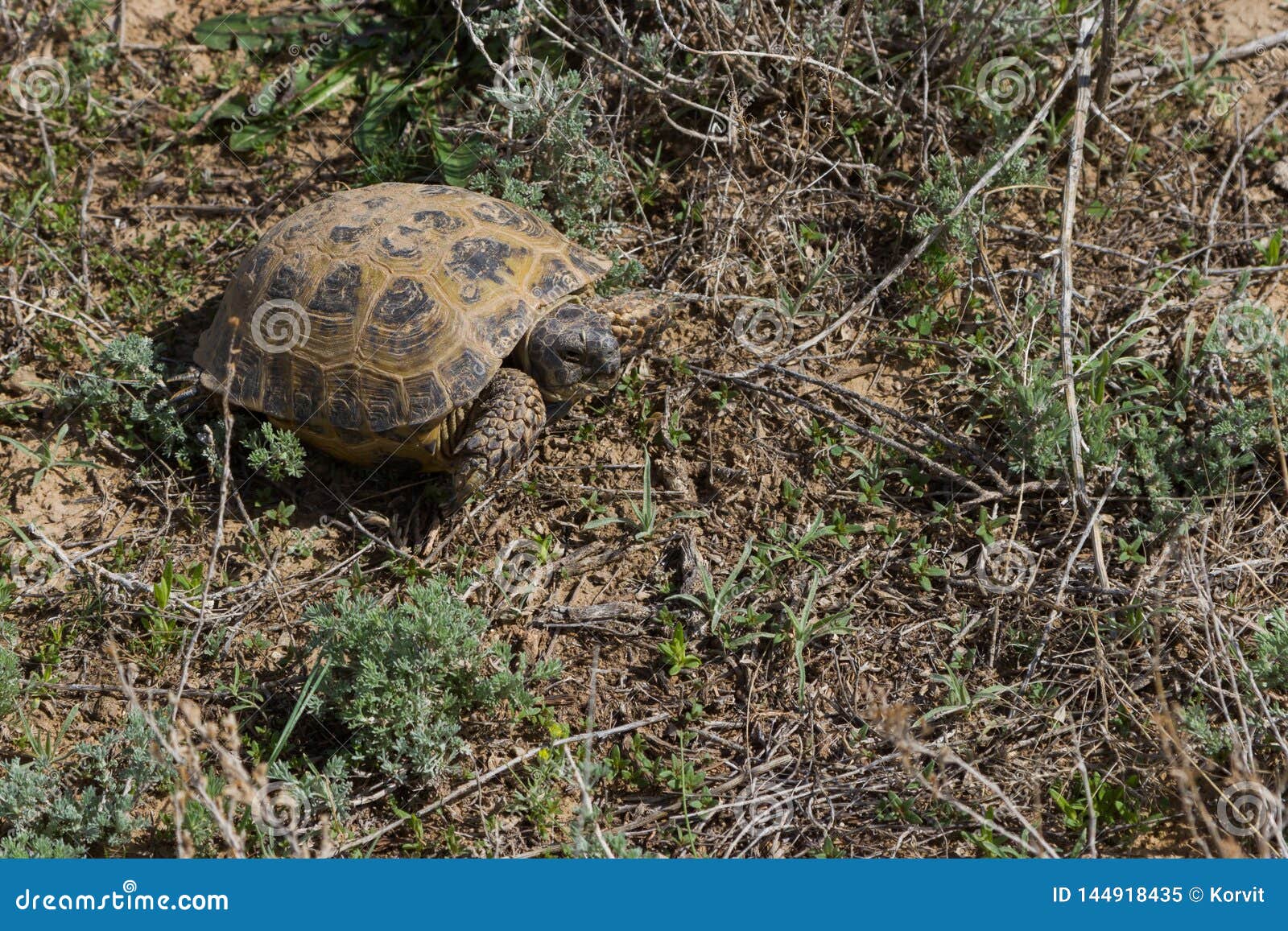 Turtle in the grass stock image. Image of asian, sand - 144918435