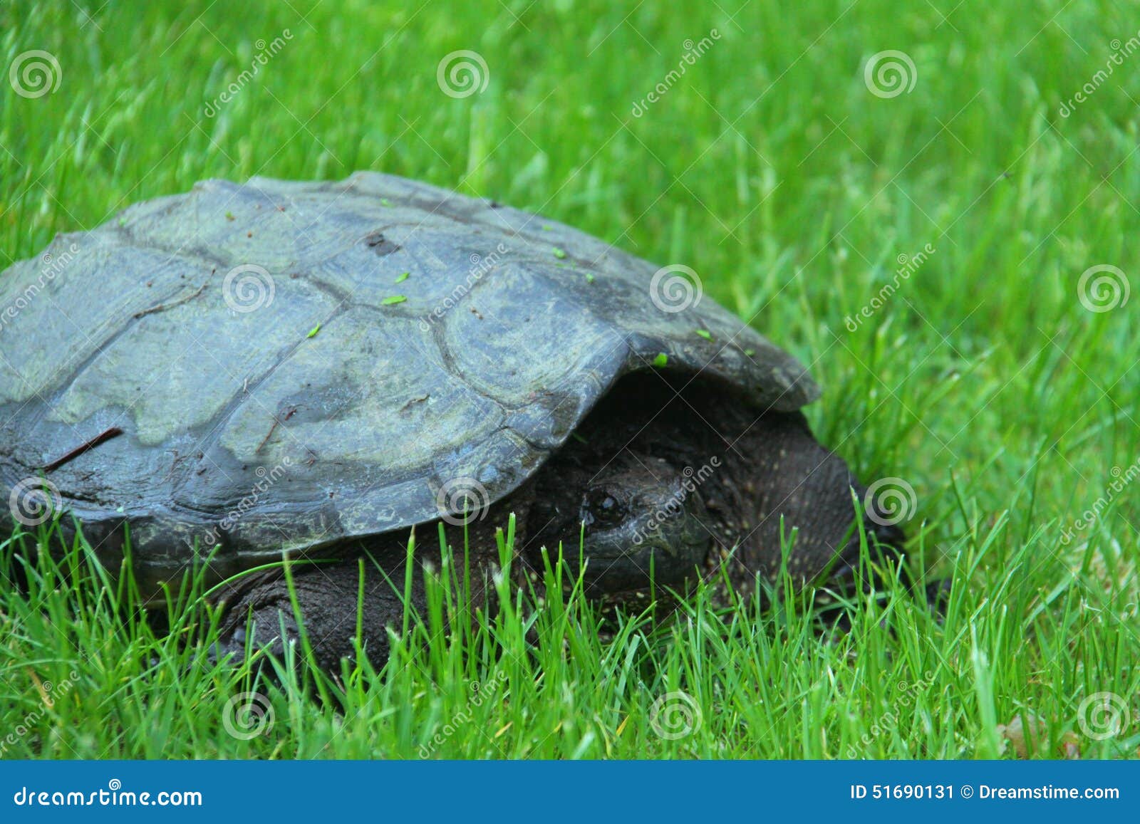 Turtle in the Grass stock image. Image of slow, turtles - 51690131