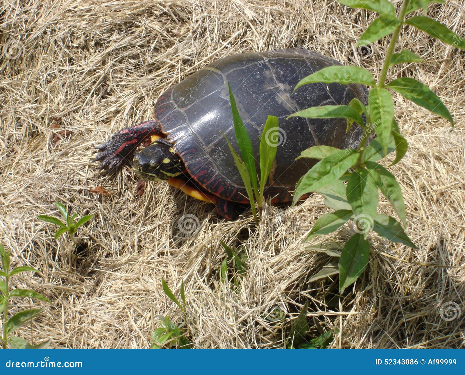 Turtle in grass stock photo. Image of yellow, fall, connecticut - 52343086