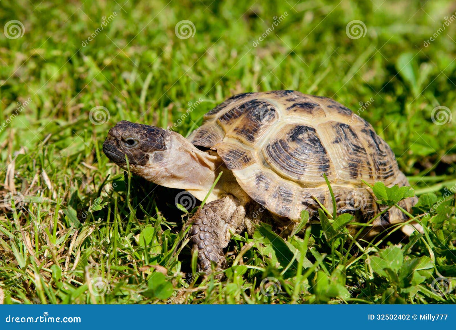 Turtle On Grass Stock Photo | CartoonDealer.com #32502402