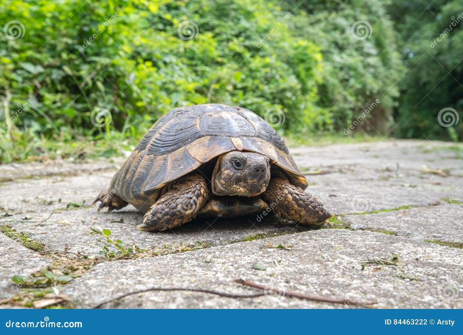Turtle. Greece stock photo. Image of environment, plant - 84463222