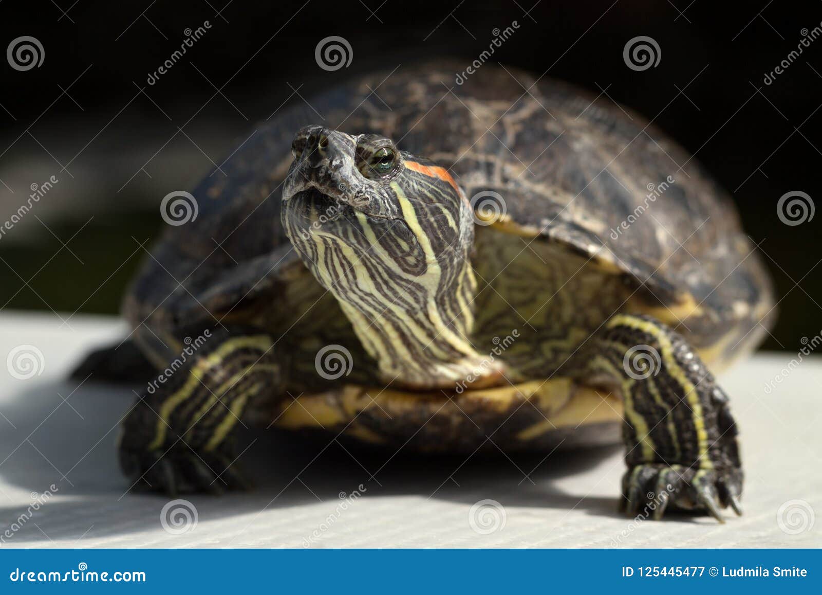 Turtle on the Grey Surface. Stock Image - Image of tropical, shell ...